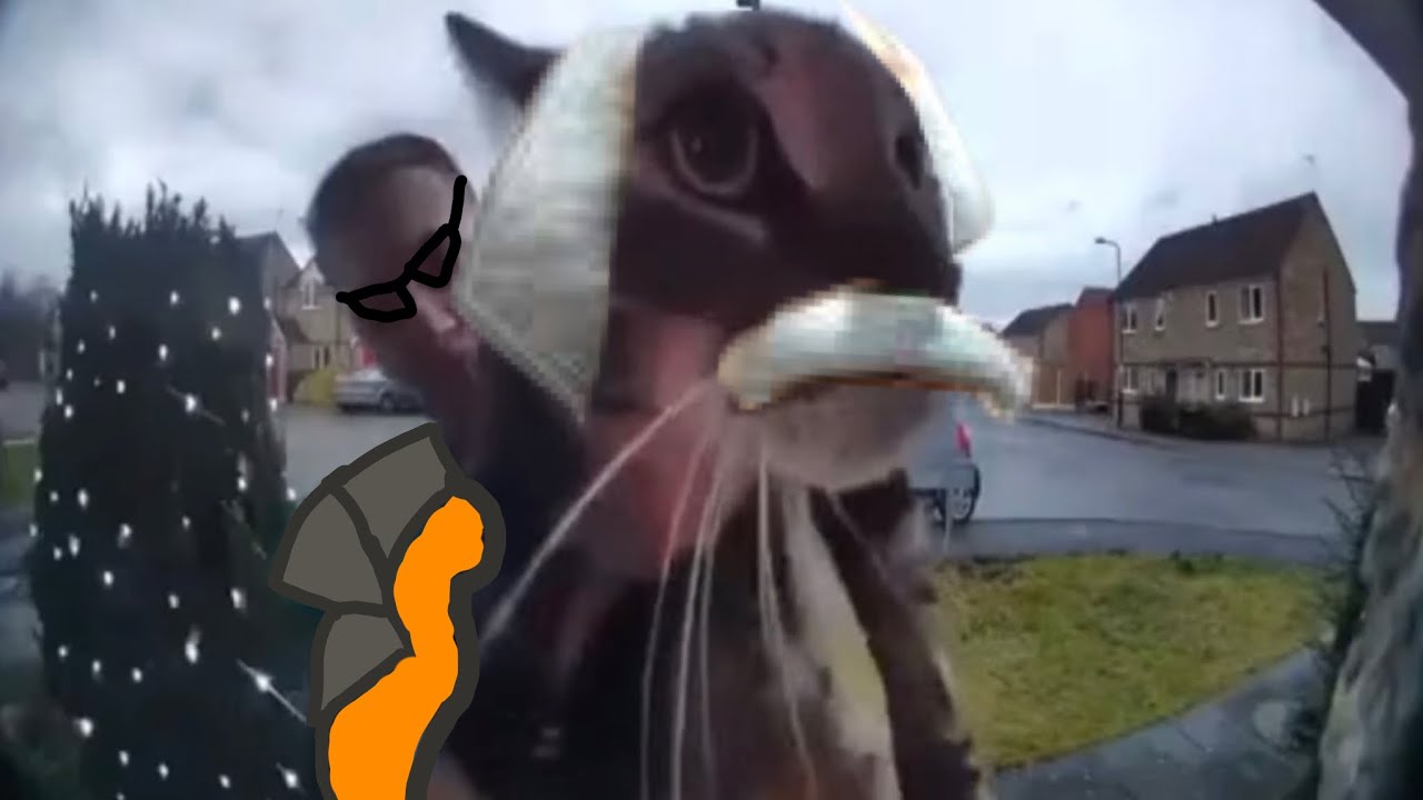 Greetings Half-Life cat - YouTube