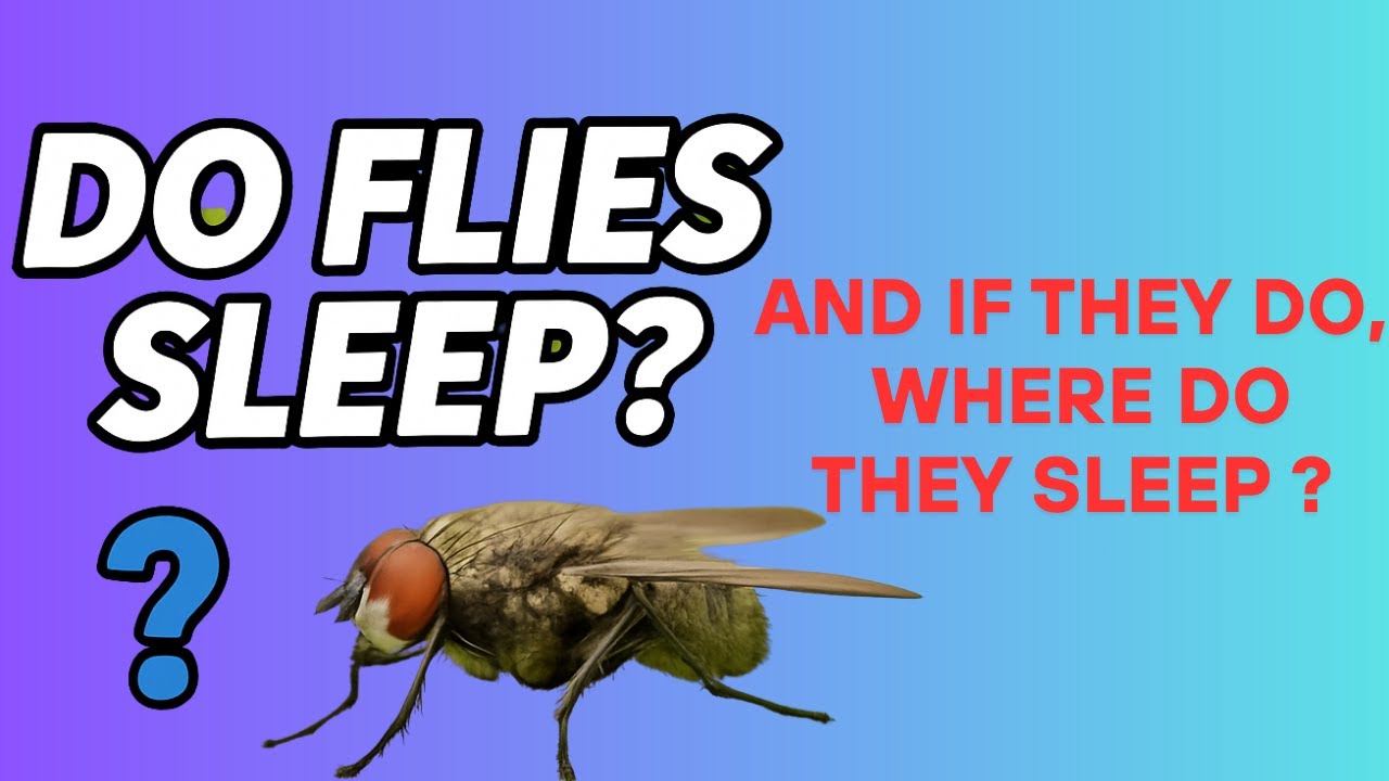 Do flies sleep And if they do, where do they sleep ? - YouTube