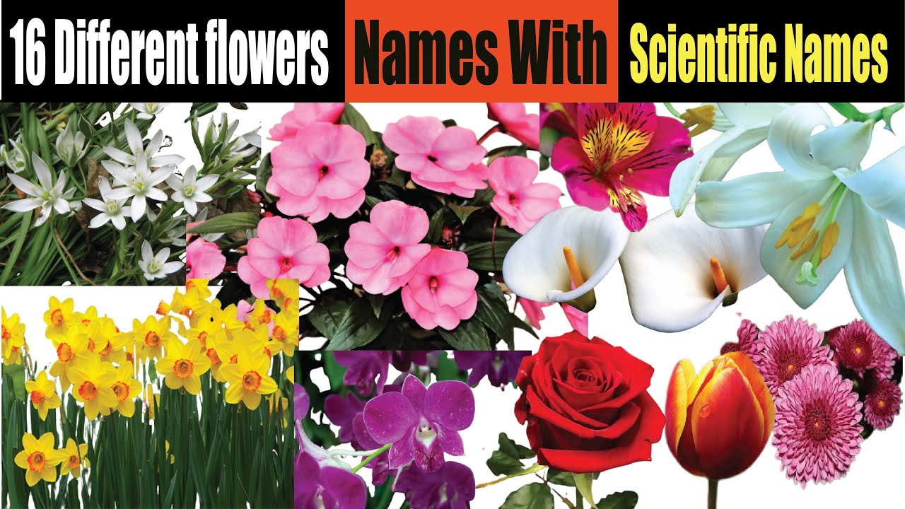16 Different Flowers Common Names With Their Scientific Names ||most ...