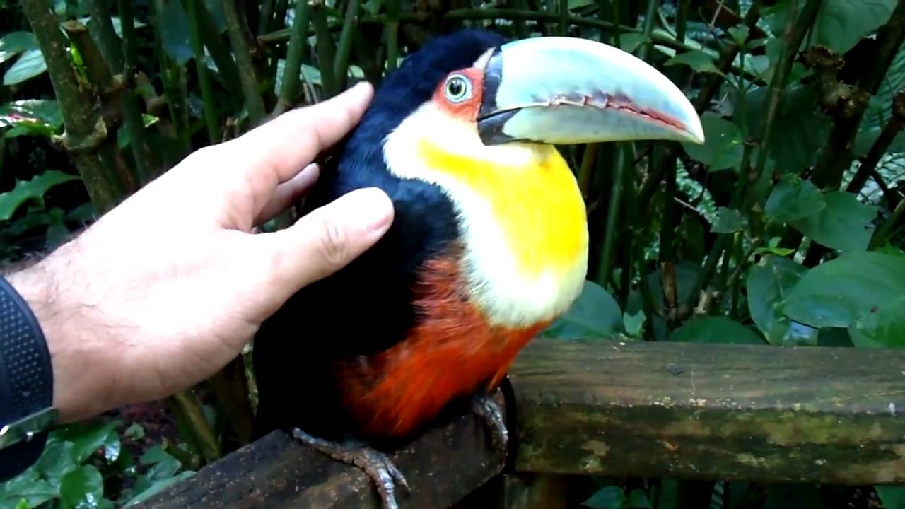 Inside the Bird's Park, Brazil. Parque das Aves - Brasil - Tucano-de ...