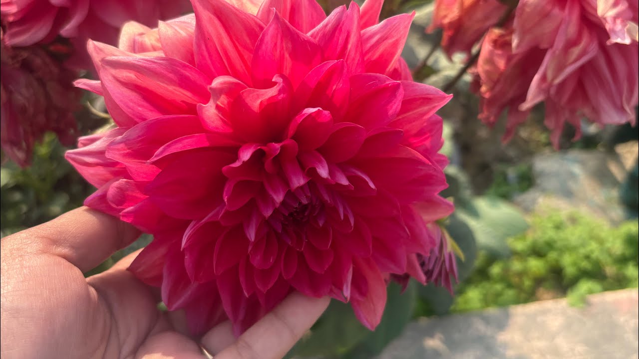 Bageecha pyaar wala beautiful flowering plants || beautiful vegetable ...