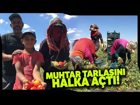 Muhtar, Tarlasını Halka Açtı Hem Üretiyor Hem Kazanıyor