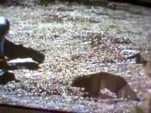 Wolverine vs grey wolf pack, wolverine chases and owns wolves. - YouTube