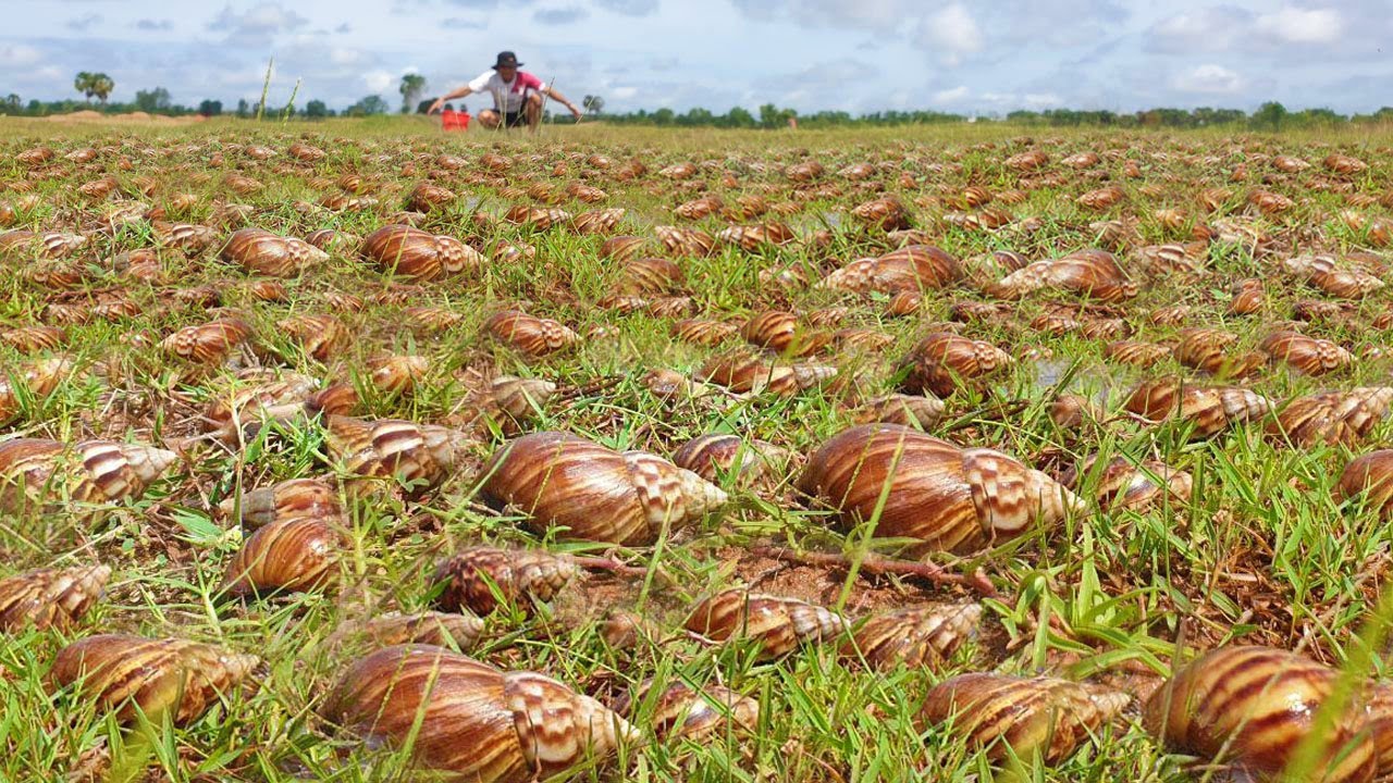 Wow amazing fishing Snails ! After Rain too many a fisherman catch ...