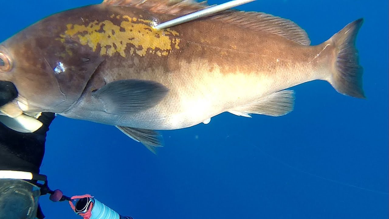-37m grida, golblotch grouper, zıpkınla balık avı, balık avı ...