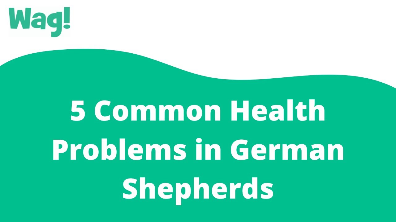 5 Common Health Problems in German Shepherds | Wag! - YouTube