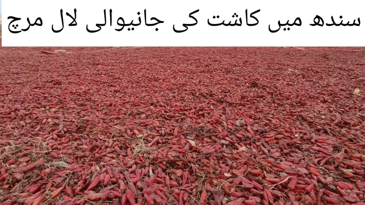 Red Chillies Cropping In Sindh Pakistan Wholesale Chillies Market - YouTube