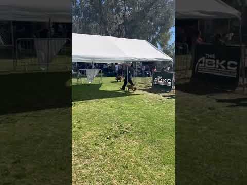 Abkc show 7-9-2022 first place-best male - best overall Sosa - YouTube