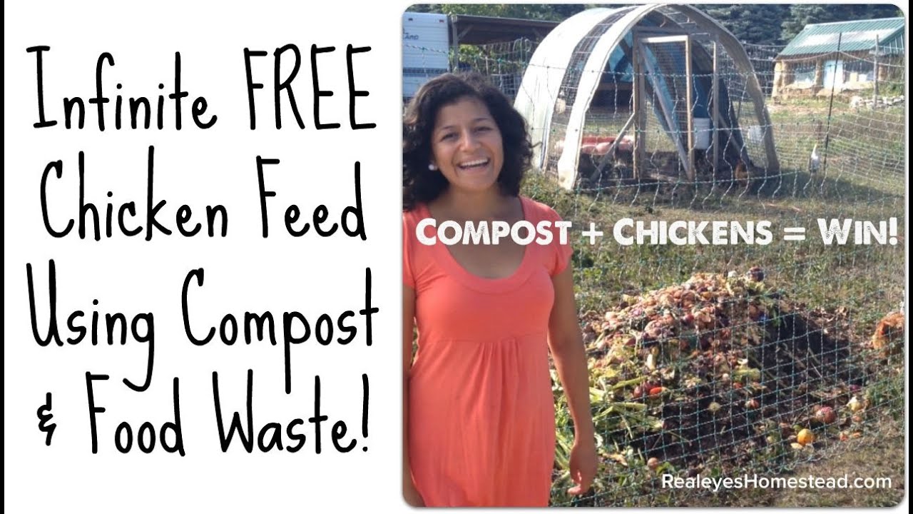 How to Feed Chickens Using Compost and Food Waste! - YouTube