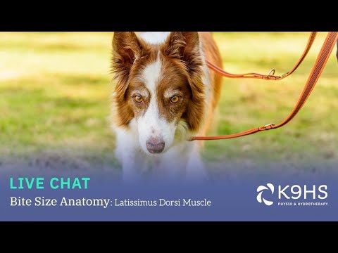 Explore the Dog's Latissimus Dorsi Muscle - YouTube