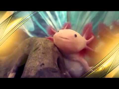MEKSIKA SEMENDERI - SEMENDERLERDEKI REJENERASYON- - YouTube