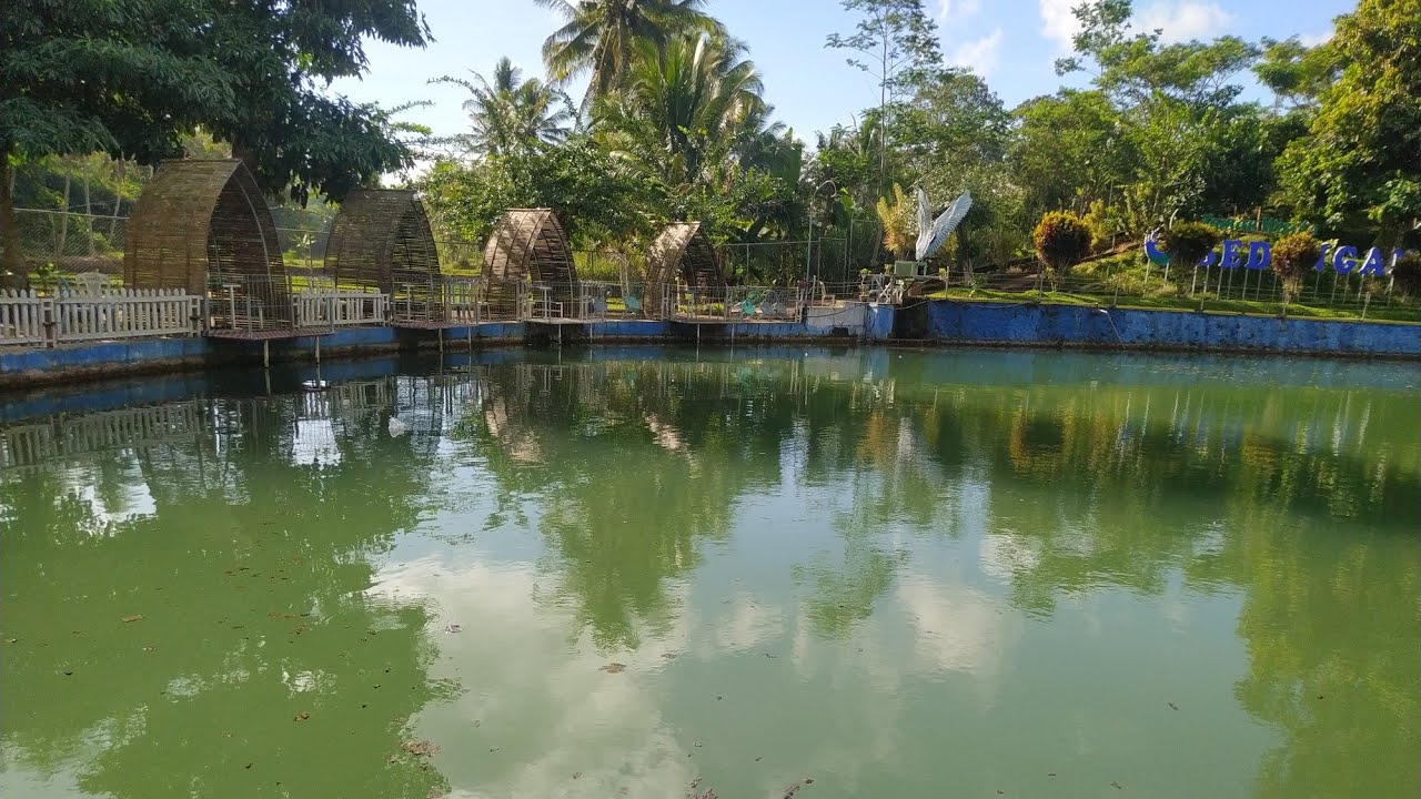 Keseruan Mancing ikan nila di taman wisata kaliasri bedengan kalipare ...