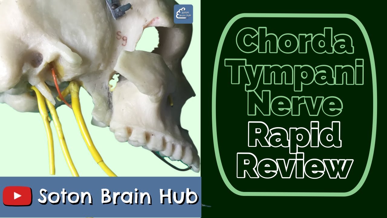 The Chorda Tympani Nerve - Rapid Review - YouTube