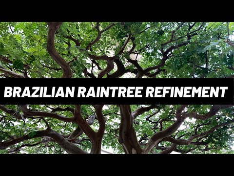 Brazilian Raintree Bonsai - Refinement Work (The Bonsai Supply)