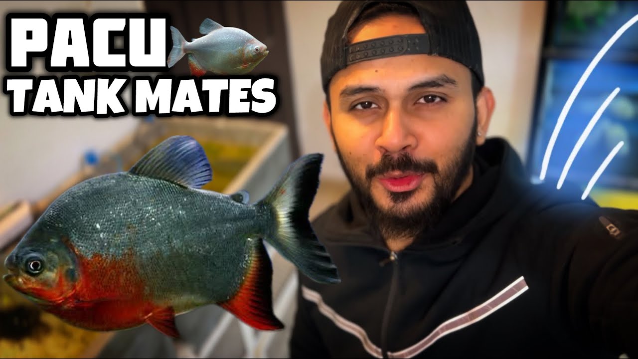 PACU FISH Top 5 Most Reliable Tank Mates - Imran's World - YouTube