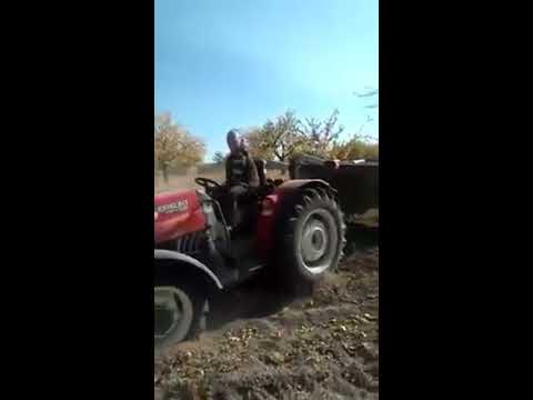 Köylü Kızı Kurumuş Ağacı Sökme Yapıyor