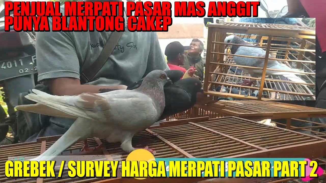 PENJUAL MERPATI PASAR MAS ANGGIT GREBEK / SURVEY HARGA MERPATI PART 2 ...