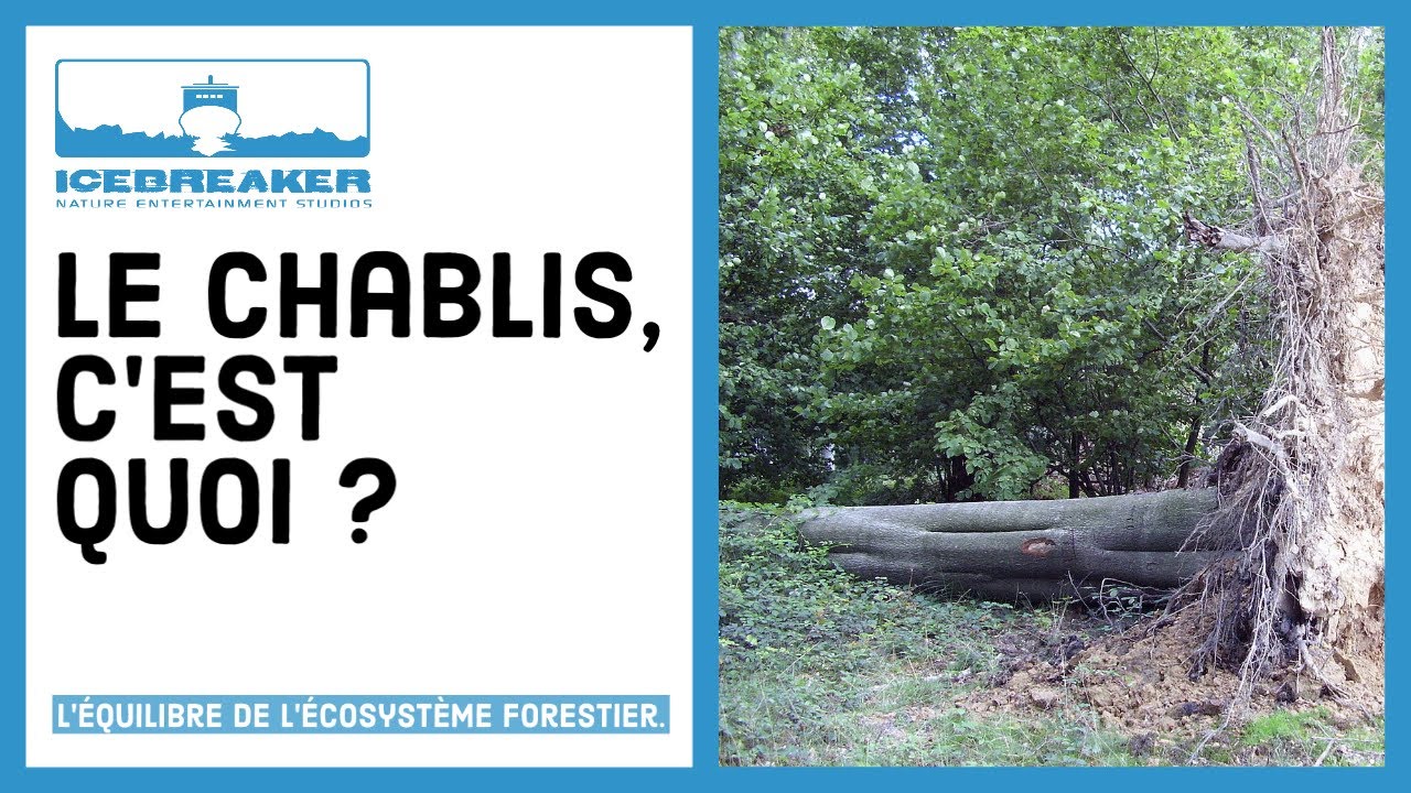 #04: Qu'est-ce que le chablis ? - YouTube