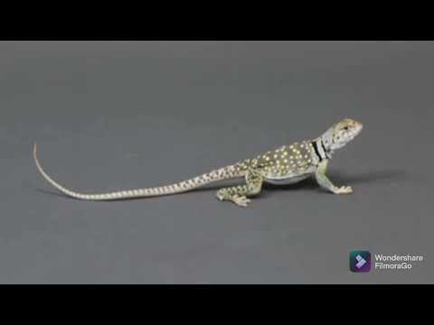 lizard crushing high heels crush heels