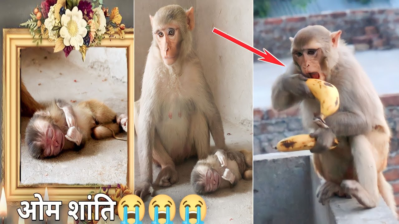 आज़ बन्नी भूल आई अपने बच्चे को कहीं😭😭 | Banni's Baby Is No More Om Shanti😭😭 | Monkeys Vlog - YouTube
