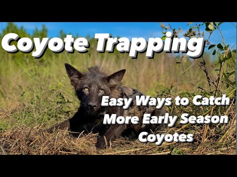 Coyote Trapping - How to Catch More Early Season Coyotes - YouTube
