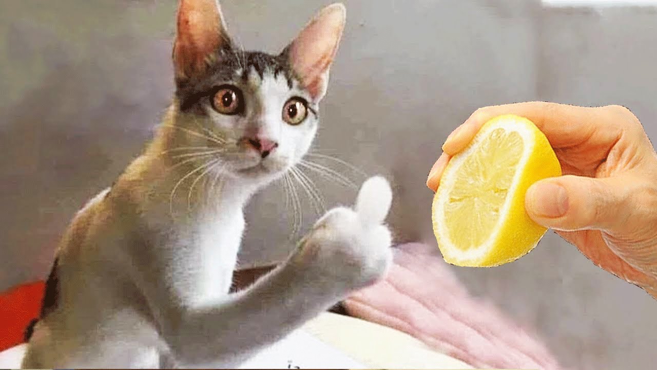 Crazy Angry Cats - Funniest Cats Reactions - Best Of The 2021 Funny ...