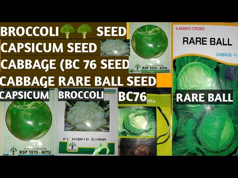 CABBAGE RARE BALL BC 76 CAPSICUM SEED BROCCOLI HYBRID SEED FARMER ...
