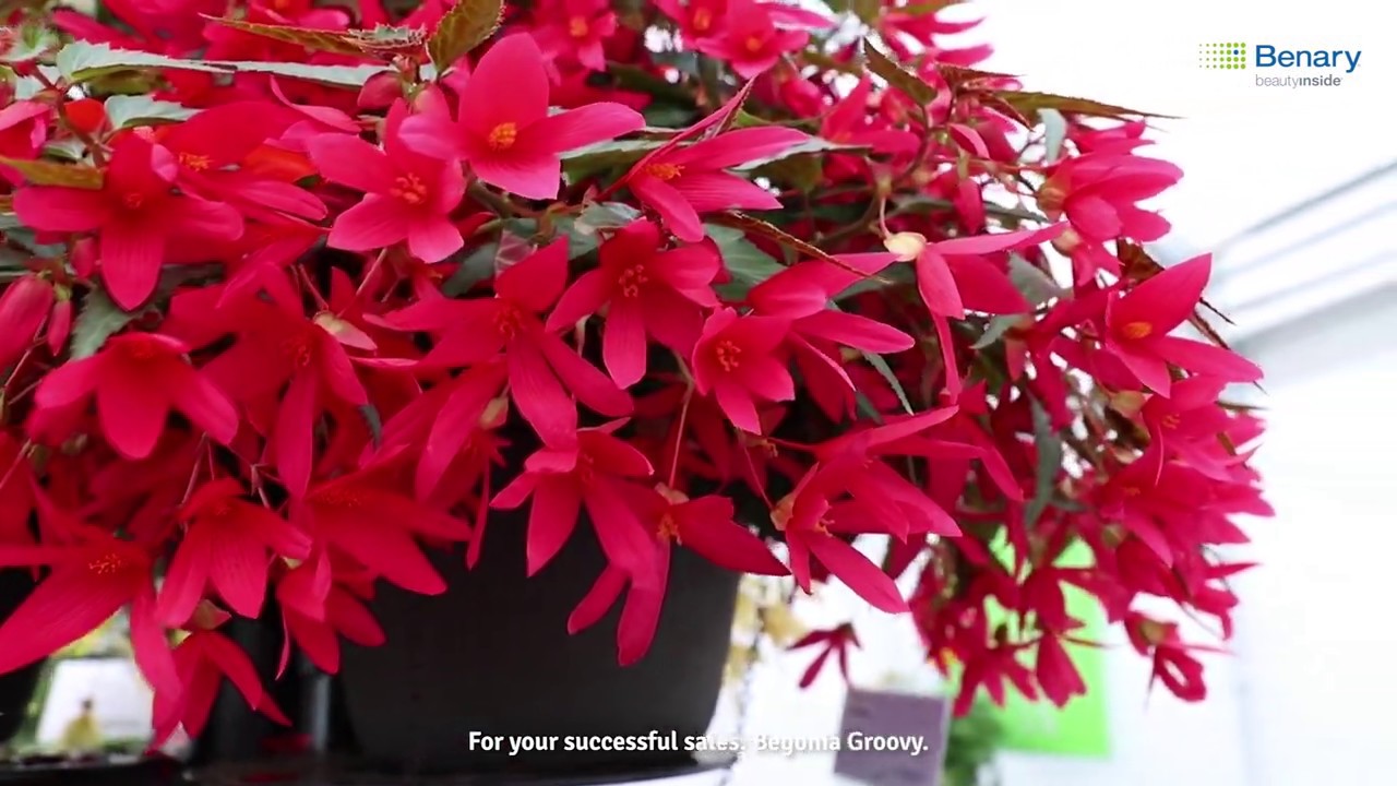 Benary's Virtual Flower Trials 2020: Groovy Begonia - YouTube
