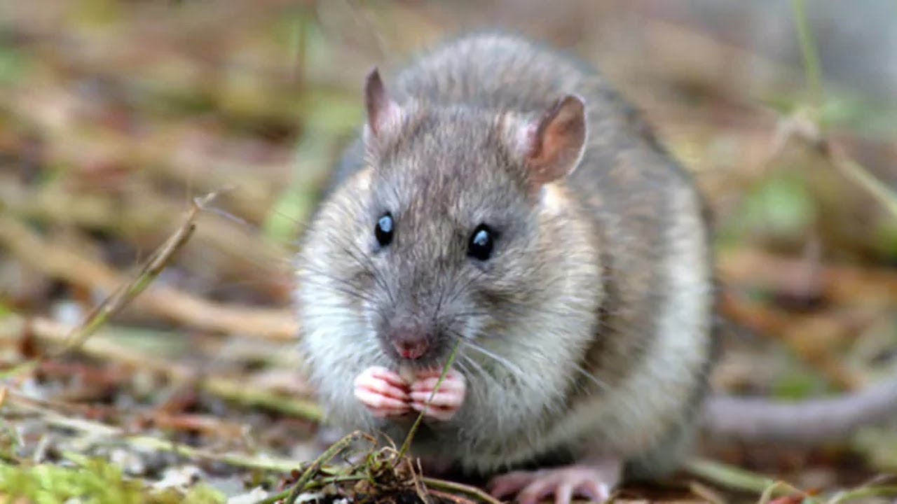 Rat infestations on the rise in B.C. - YouTube