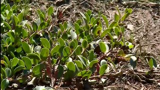 Biologists Scramble to Save Endangered Plant Found at S.F. Presidio
