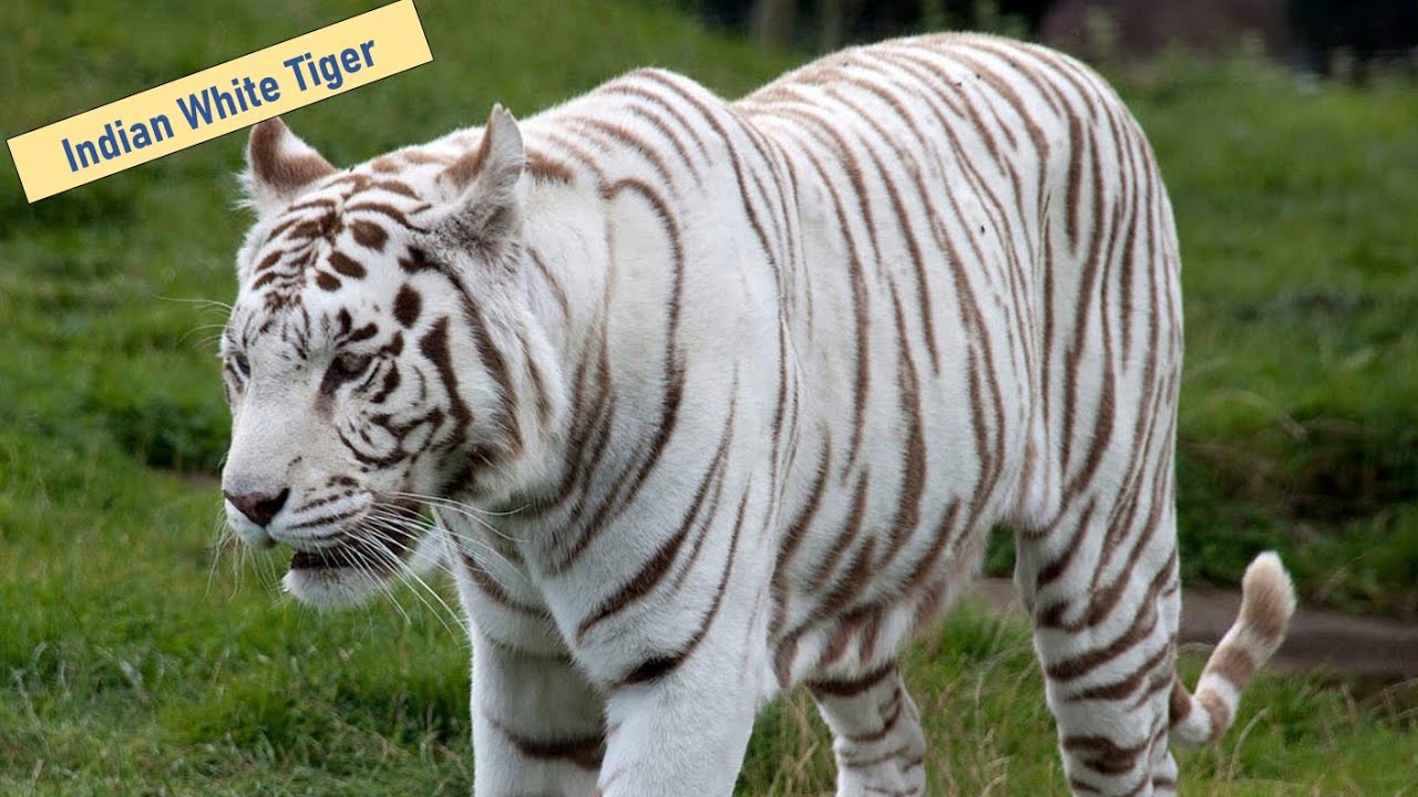 Indian White Tiger - क्या अपने कभी सफेद चीता देखा है? - YouTube