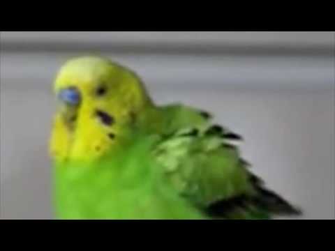 birb in the 90's