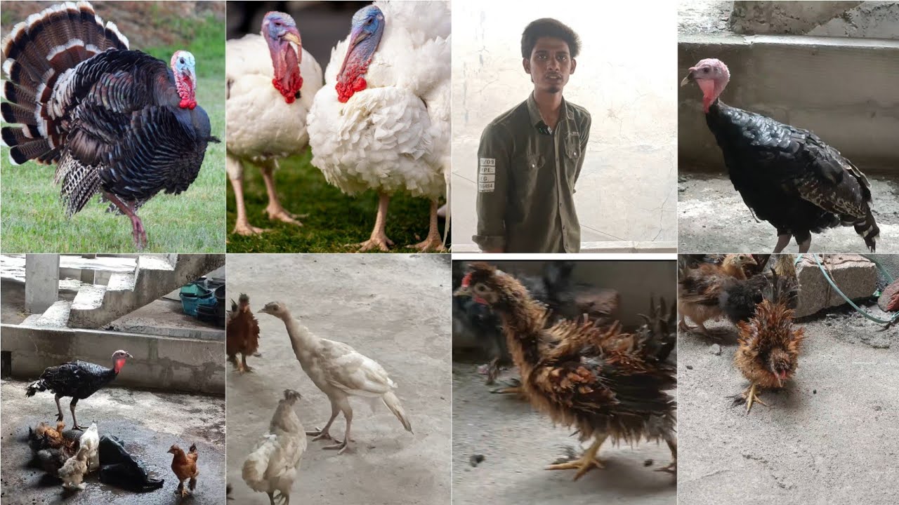 Turkey murgi || Homer pigeon or exotics chickens chicks available in ...
