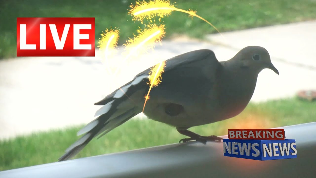 Birb Dance! - YouTube