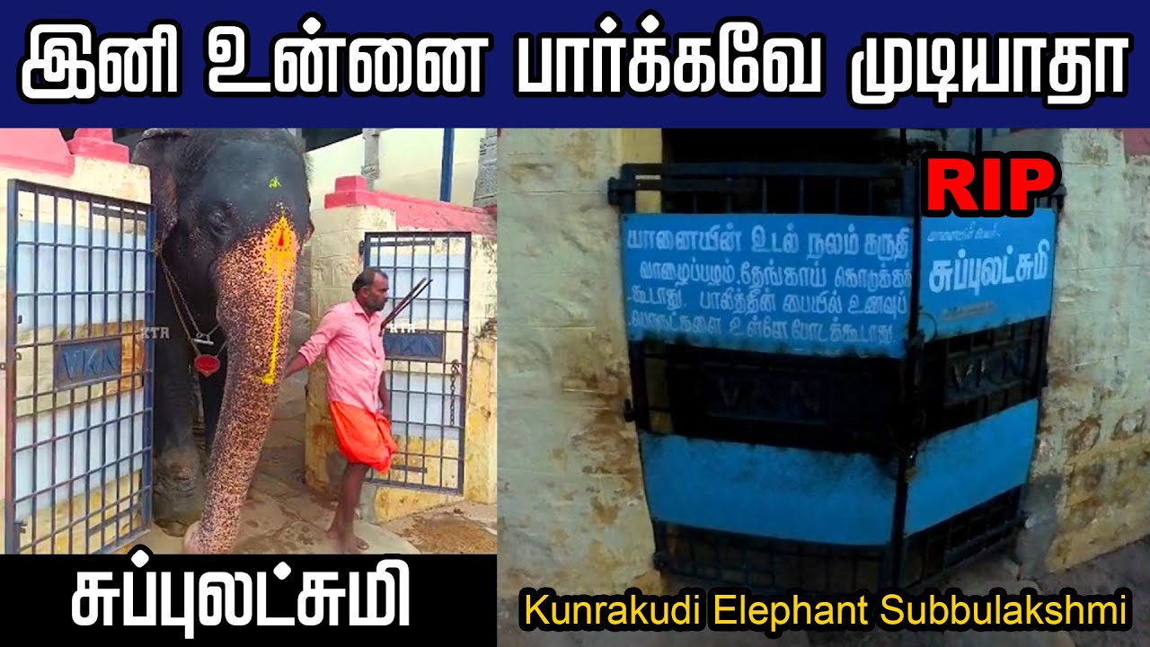 இப்படியா நடக்கணும் ஆண்டவா Kundrakudi elephant Subbulakshmi குன்றக்குடி ...