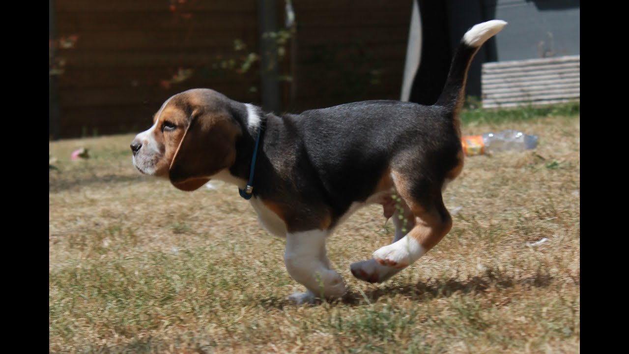 Beagle Puppies Doing Some Teamwork In The Garden - YouTube