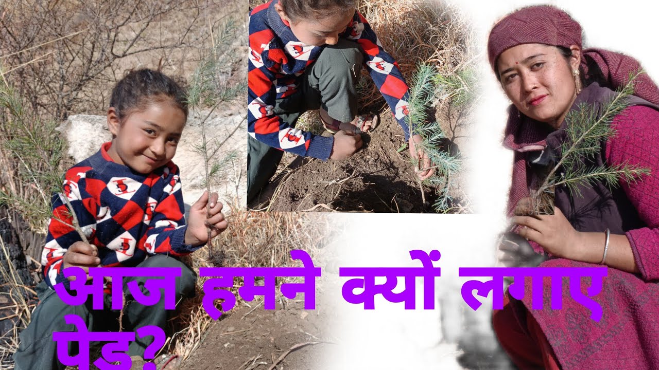 आज माही और मैने लगाए देवदार के वृक्ष 😀माही तो बहुत ज्यादा खुश है आज ...