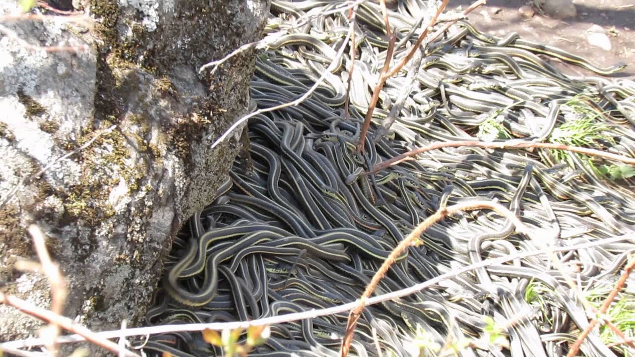 Common Garter Snake (red-sided) at hibernaculum, southeastern SK Canada ...