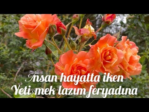 Hayat,Feryat,Mezar Taşı,Su,Ölüler,Diriler,Zayıf,Beddua,Sabırlı(Anlamlı Sözler)…🌸