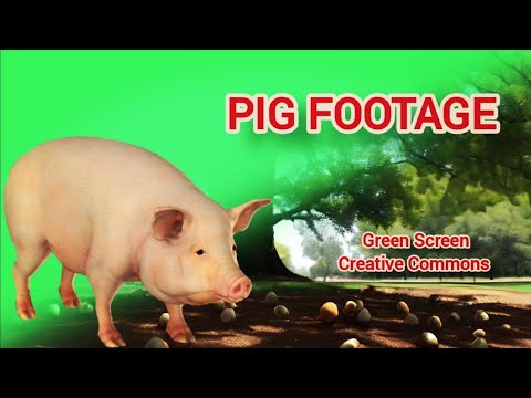 PIG GREEN SCREEN FOOTAGE. CHROMAKEY ANIMATION PIG. - YouTube