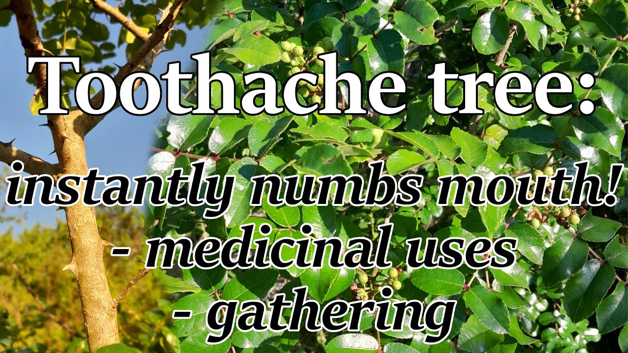 This tree bark numbed my toothache! - YouTube