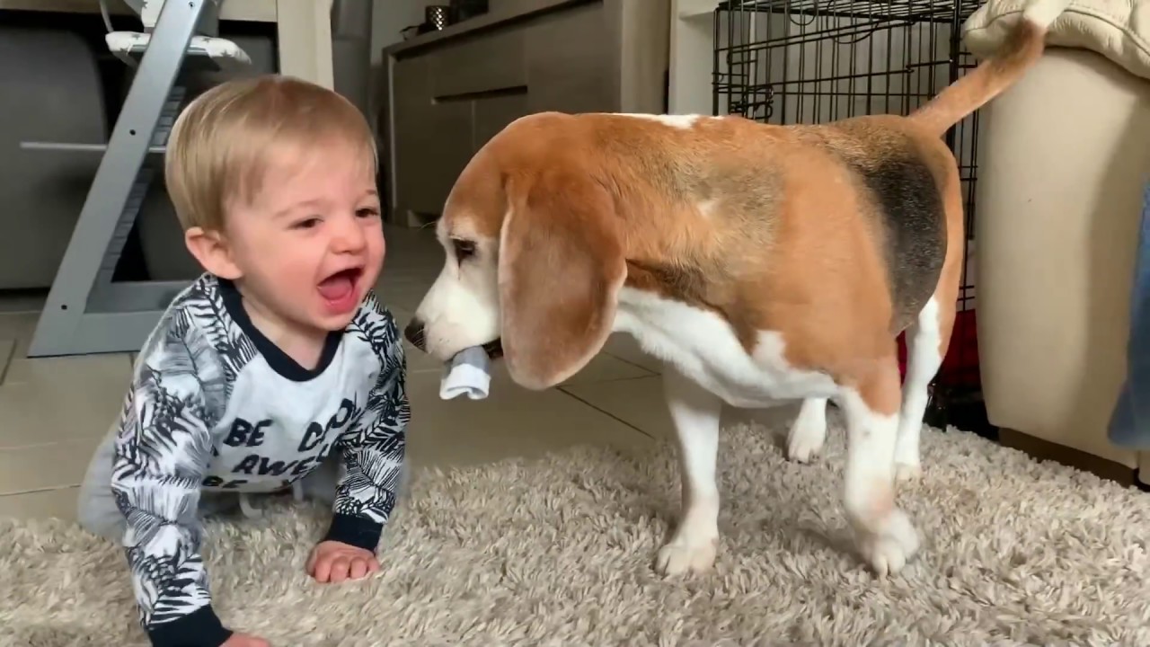 2 Beagles and a Baby : Cute Compilation - YouTube