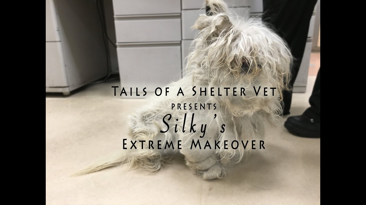 Silky's Extreme Makeover - Tails of a Shelter Vet - YouTube