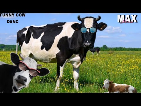 CRAZY COW DANCE 🐮| SONG VIDEOS | & COW DANCE VIDEOS COW - YouTube