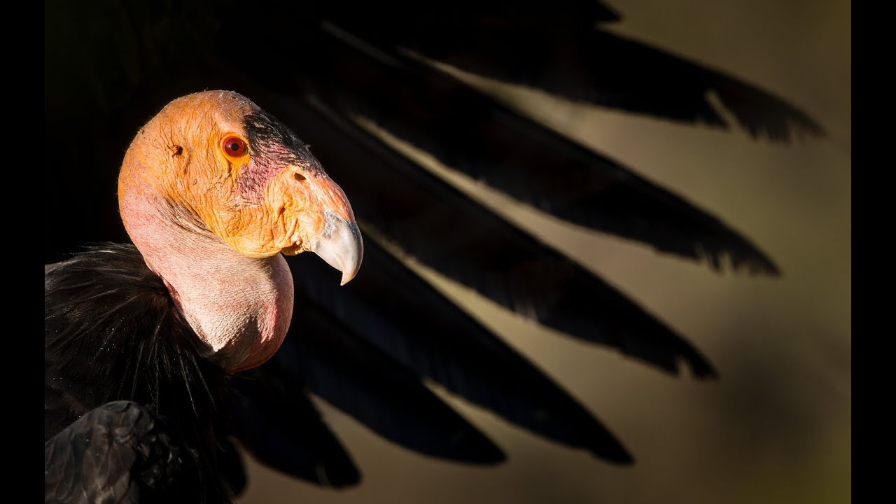 Raptors at Risk: the 2019 Photographic Exhibition - YouTube
