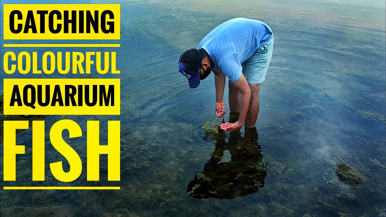 Catching Beautiful aquarium fish for aquarium 🐟 Collecting Indian ...