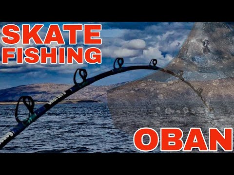 Deep Sea fishing for Giant Skate | Oban, Scotland | Laura Dawn II ...