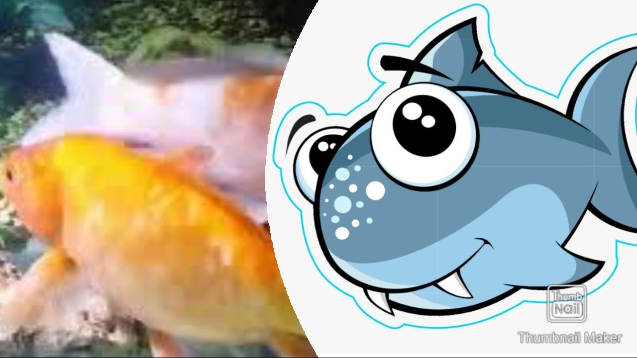 AQUARIUM Baby Shark Song | Sing and Dance! | Yoyo Kids - Nursery Rhymes ...