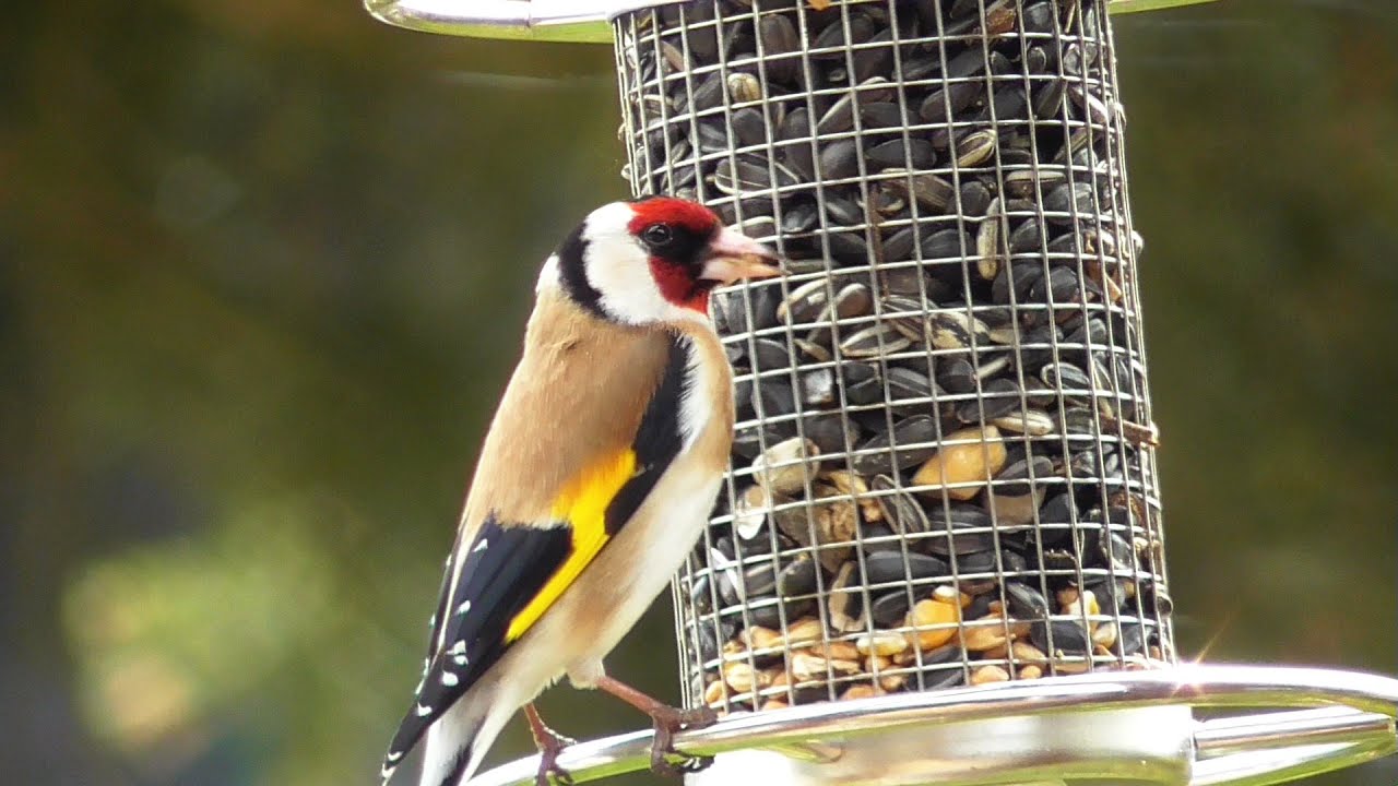 Garden Birds Singing, Chirping and Call - Birds feed in spring - YouTube