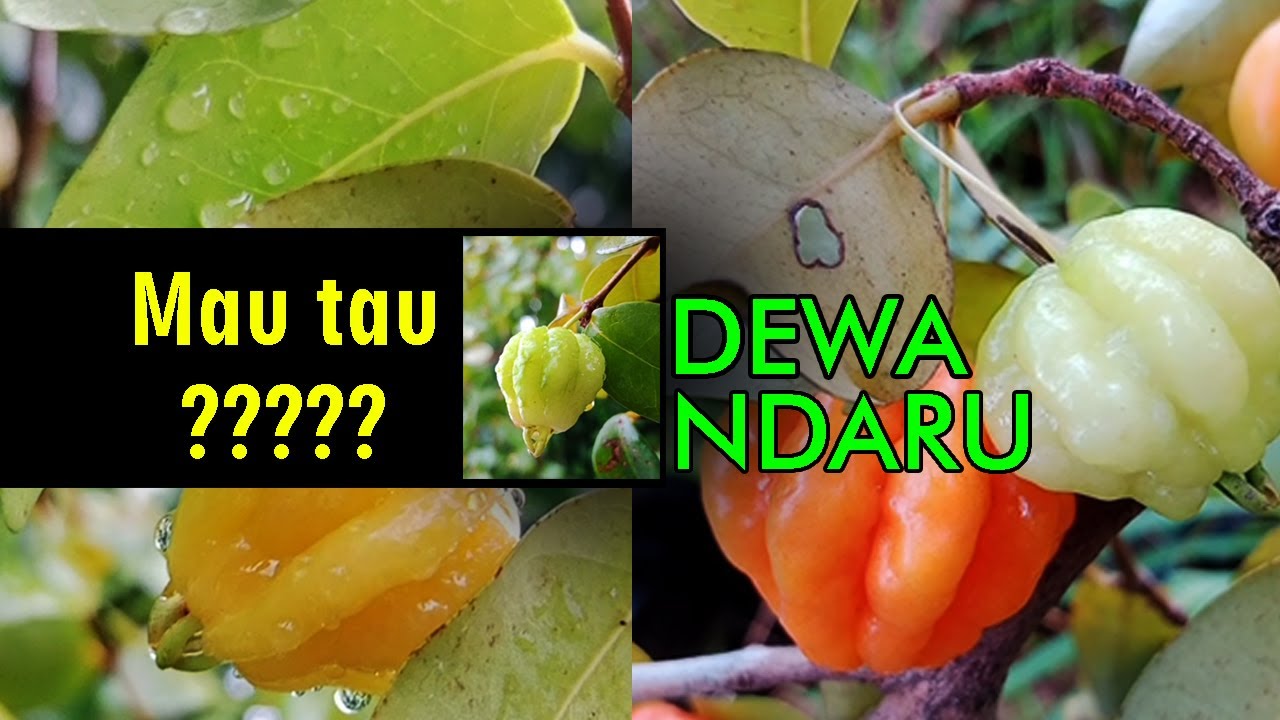 Dewandaru_pohon pembawa wahyu dewa - YouTube